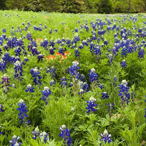 Family Festivals & Events in North Texas | Texas Travel Talk