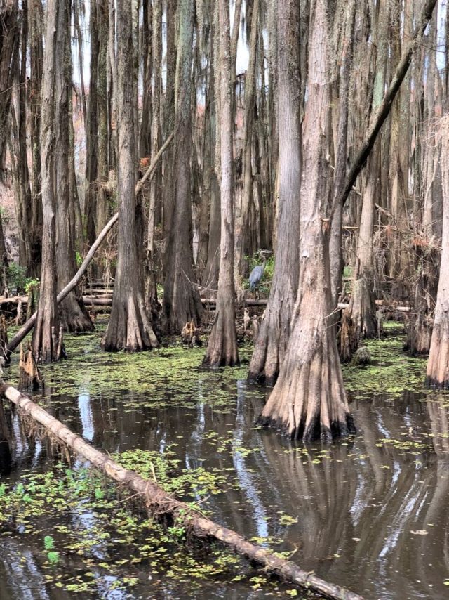 Best Things To Do In East Texas In Spring | Texas Travel Talk