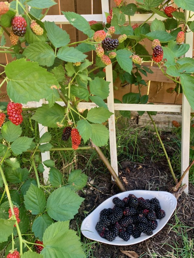 Pick Your Own Berry Farms In Texas UPD 2025 | Texas Travel Talk