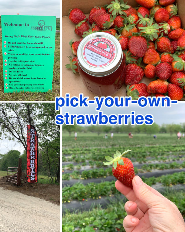Pick Your Own Berry Farms In Texas UPD 2025 | Texas Travel Talk