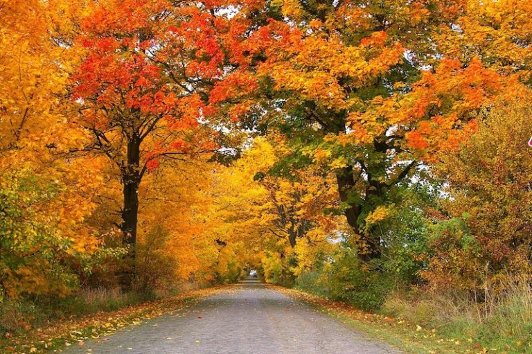 Where to See Texas Fall Foliage (UPD) | Texas Travel Talk