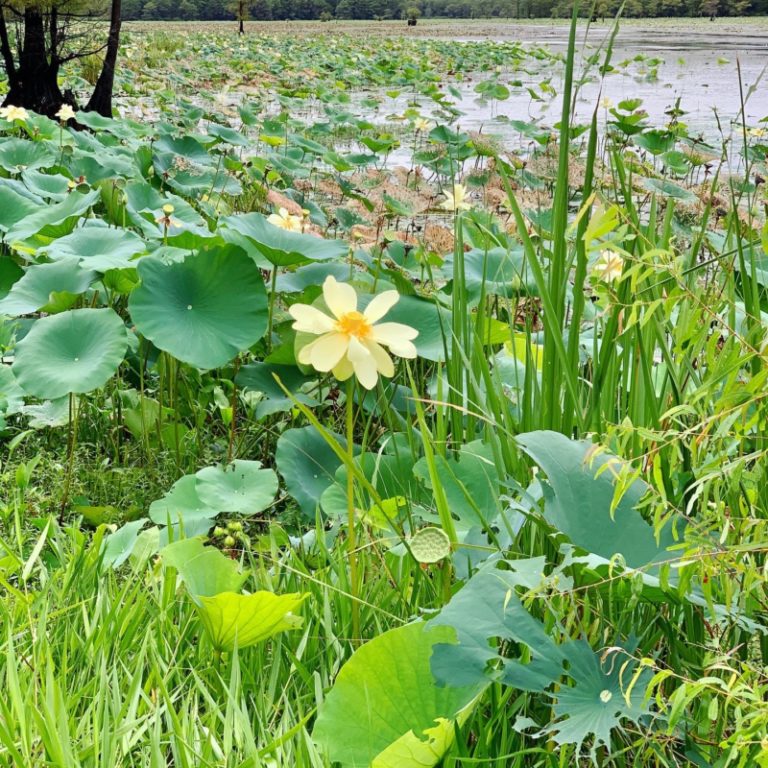 Best 10 Things To Do In Decatur, TX (UPD) | Texas Travel Talk