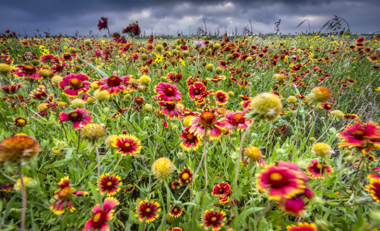 Texas Wildflowers And Where To Find Them | Texas Travel Talk