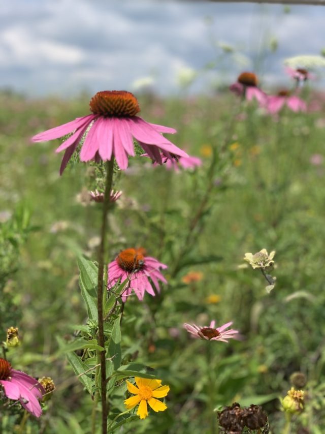 Texas Wildflowers And Where To Find Them | Texas Travel Talk