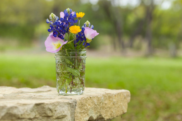 Texas Wildflowers And Where To Find Them | Texas Travel Talk