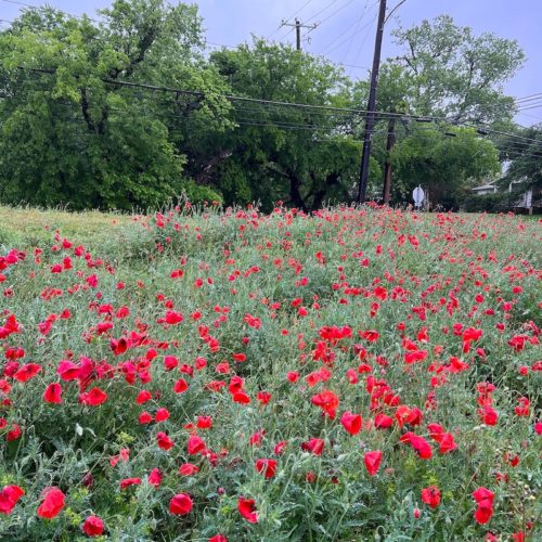 Top Attractions In Georgetown, TX | Texas Travel Talk
