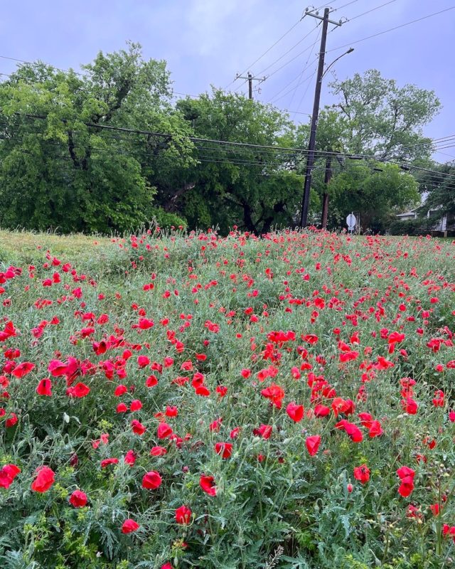 Top Attractions In Georgetown, TX | Texas Travel Talk