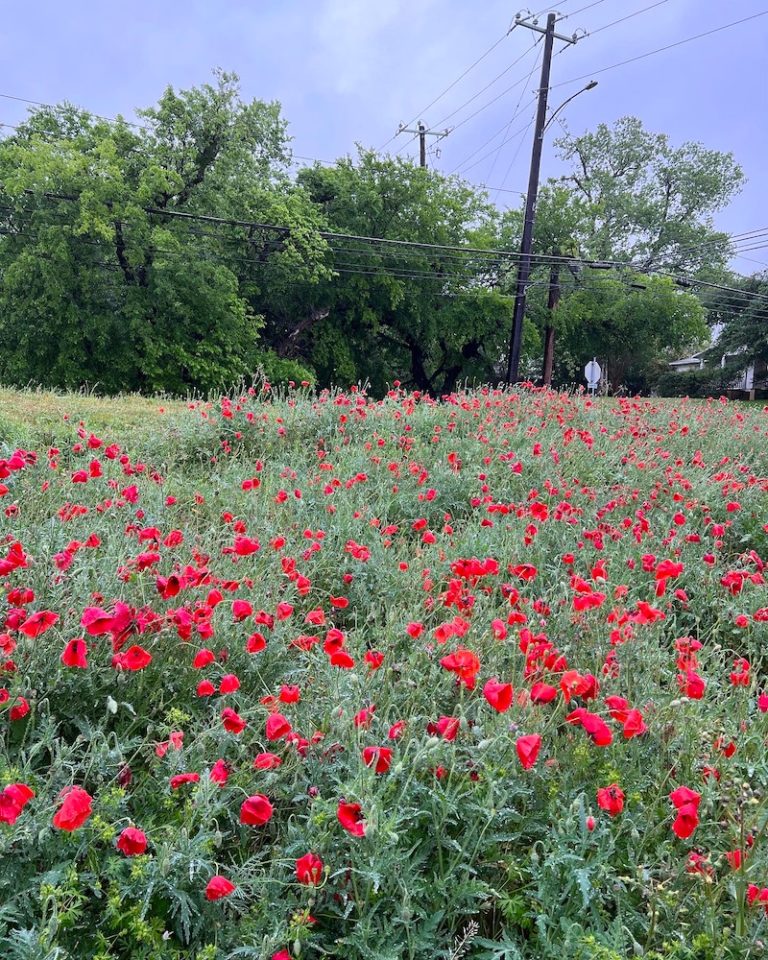 Best Small Towns To See Wildflowers In Texas | Texas Travel Talk