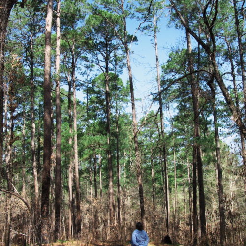 11 Exciting East Texas Weekend Getaways | Texas Travel Talk