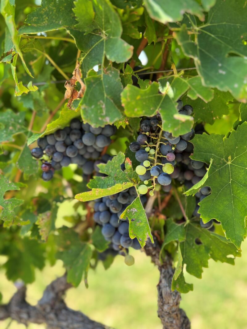 Grape_vines_hill_country_feature | Texas Travel Talk