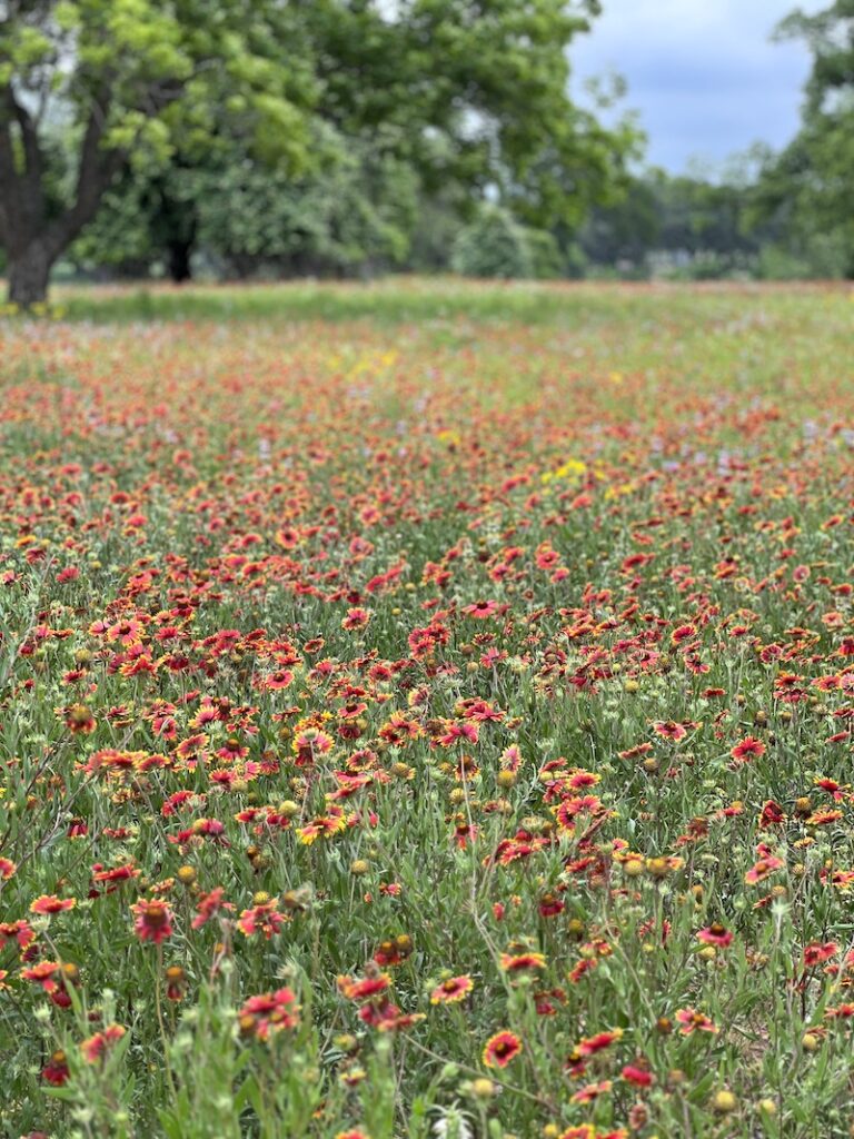 Family Things To Do In Texas In April (2025) | Texas Travel Talk