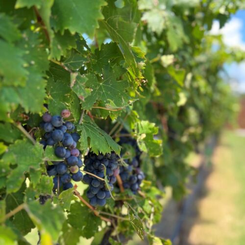 25+ Family-Friendly Texas Fall Festivals & Events | Texas Travel Talk