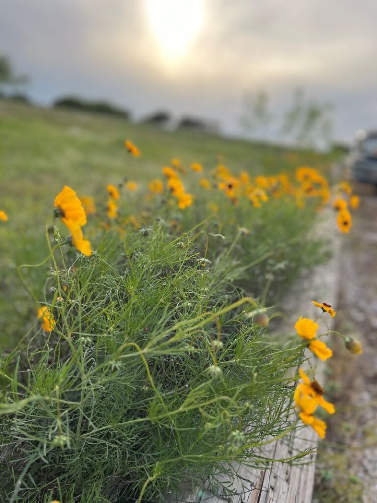 Best Time To Visit Texas: An April Travel Guide | Texas Travel Talk