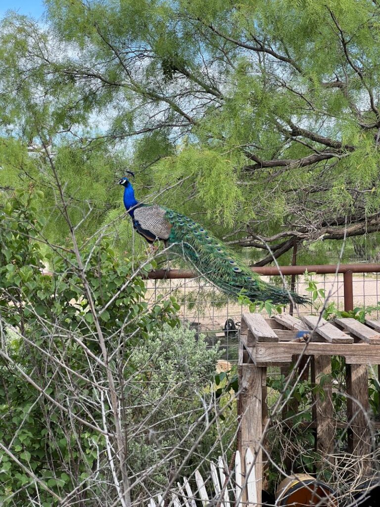 Best Time To Visit Texas: An April Travel Guide | Texas Travel Talk