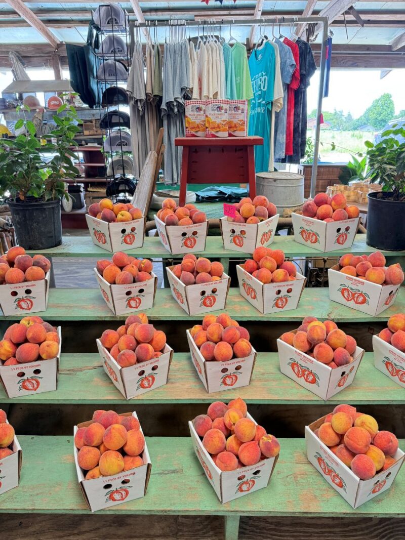 Pittsburg_TX_Efurd_Ochard_peaches | Texas Travel Talk